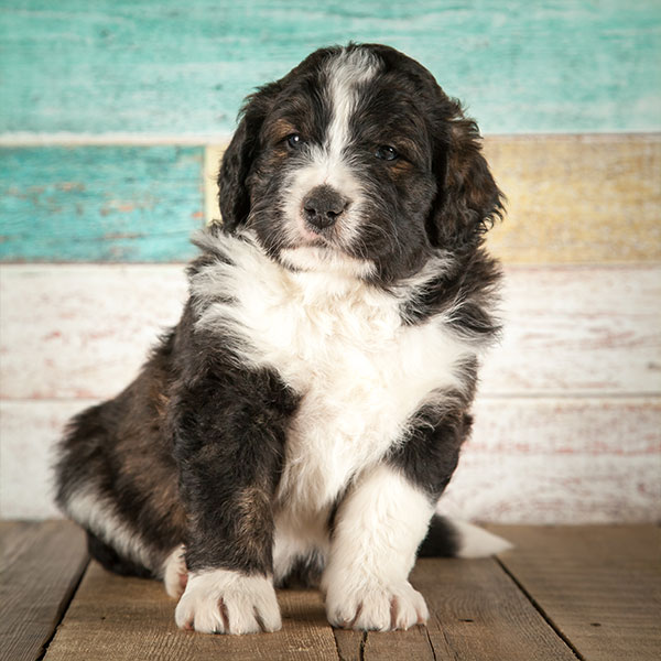 Bernedoodle Breeders & Puppies For Sale In Texas