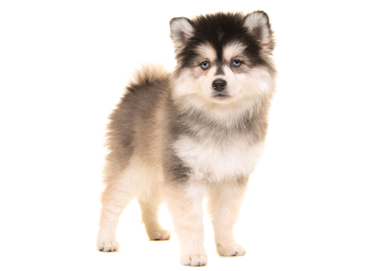 Breeders With Pomsky Puppies For Sale In Texas