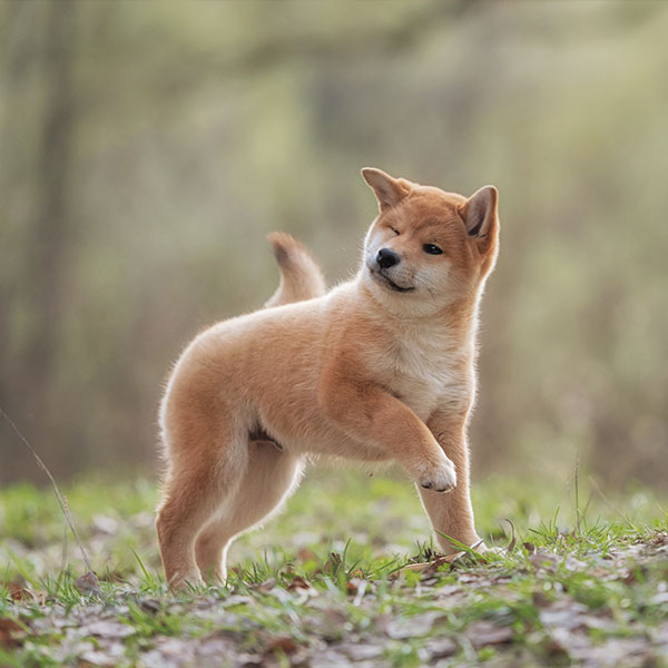 Breeders With Shiba Inu Puppies For Sale In Texas
